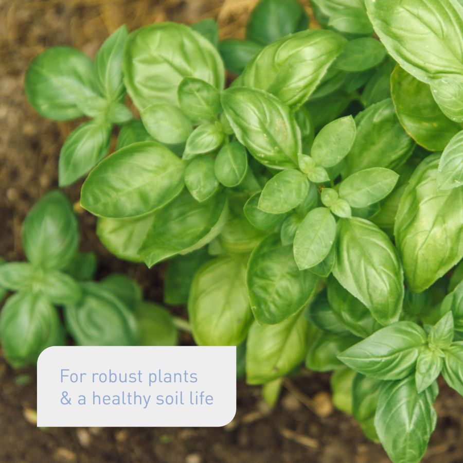 All Purpose Plant Food - Plantura Shop UK – Plantura UK