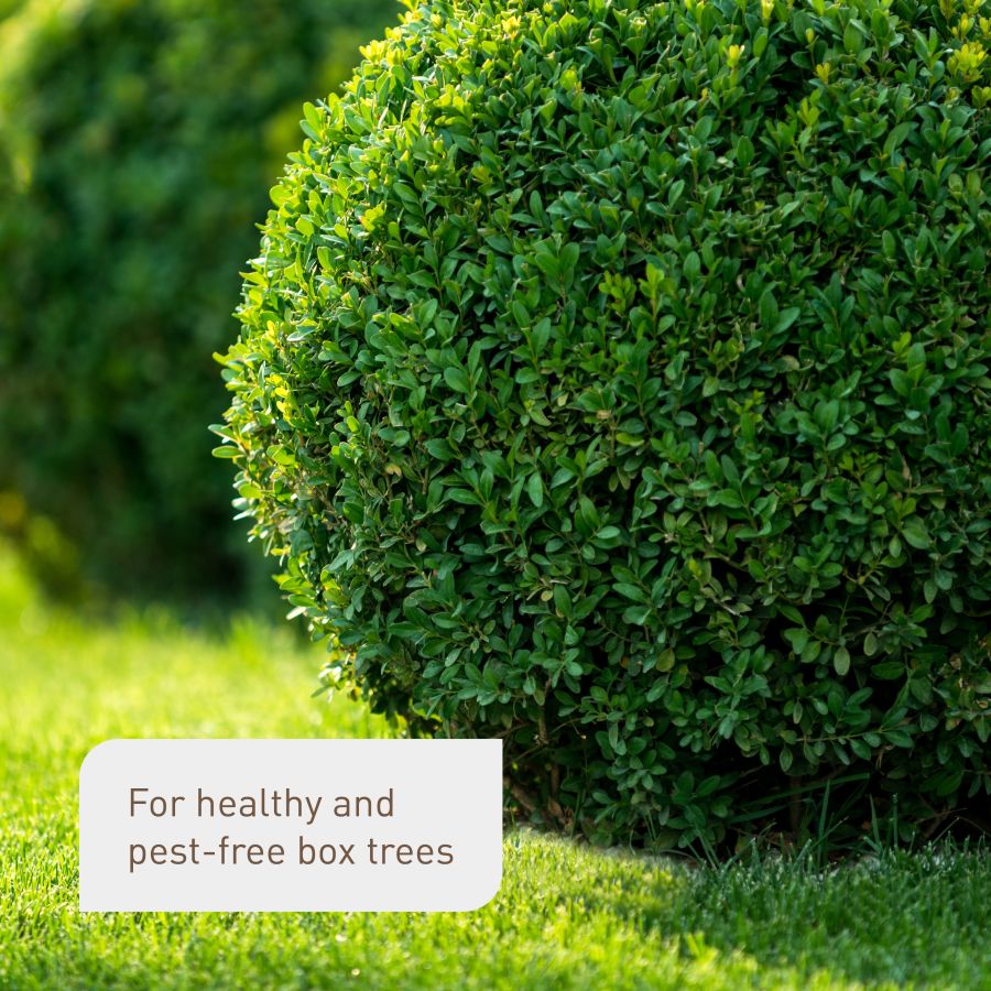 Box Tree Moth Trap - Plantura Shop – Plantura UK