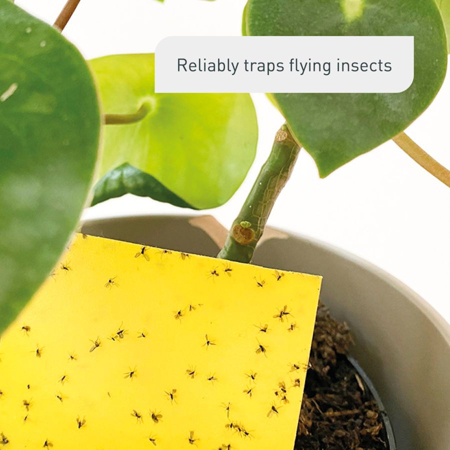 Yellow Sticky Traps - Plantura Shop – Plantura UK