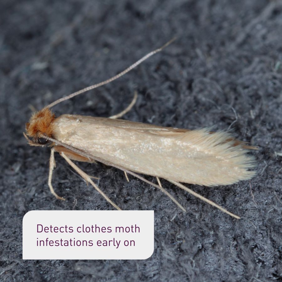 Clothes Moth Traps - Plantura Shop – Plantura UK
